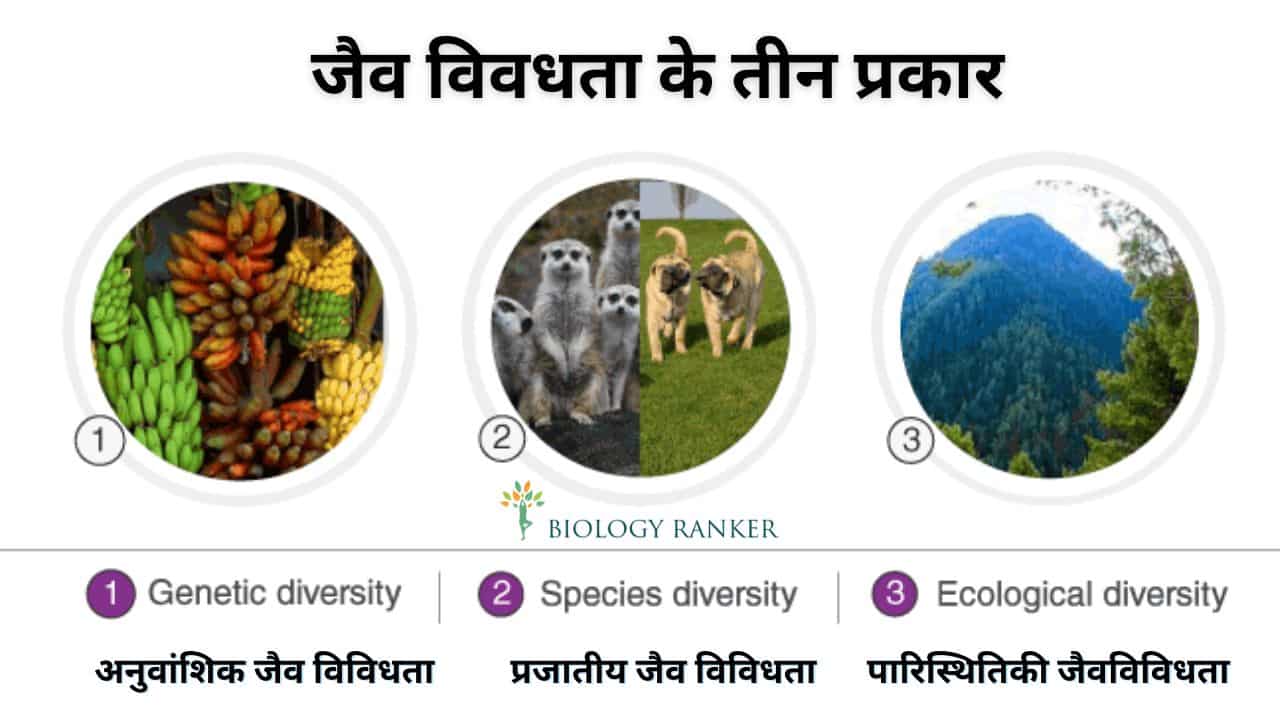 Jaiv Vividhta Kya Hai? | जैव विविधता किसे कहते हैं ? | प्रकार एवं महत्त्व